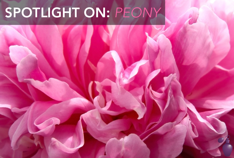 We Love PEONY | Eau Talk - The Official FragranceNet.com Blog